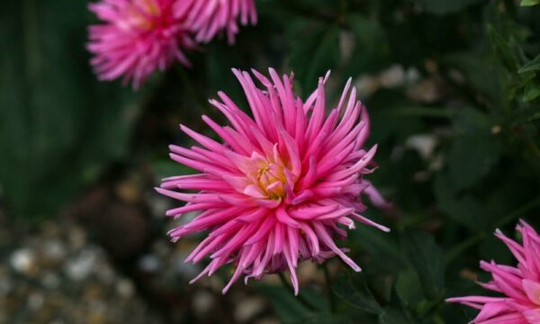 La flor de Dalia: secretos y cuidados - Esgarden