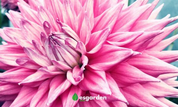 La flor de Dalia: secretos y cuidados - Esgarden