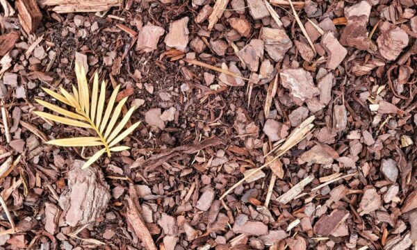 ¿Qué es el mantillo y cómo puede ayudar a mis plantas? - Esgarden