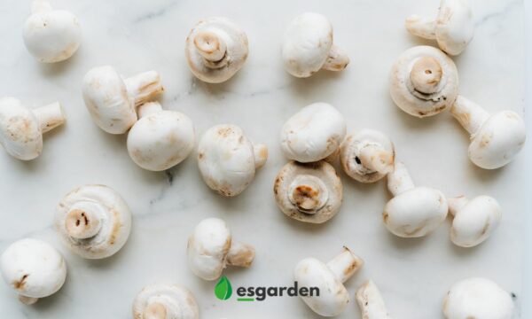 ¿Cómo cultivar setas en casa? - Esgarden