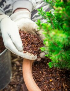 ¿Qué es el mantillo y cómo puede ayudar a mis plantas? - Esgarden
